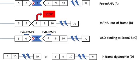 Peptide Conjugate Antisense Based Splice Correction For Duchenne