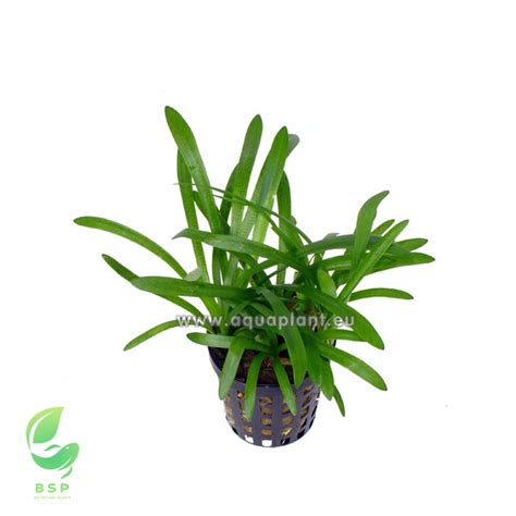 Sagitaria Subulata Pisciber Bsf