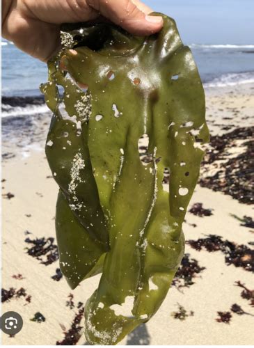 Algae Id Flashcards Quizlet