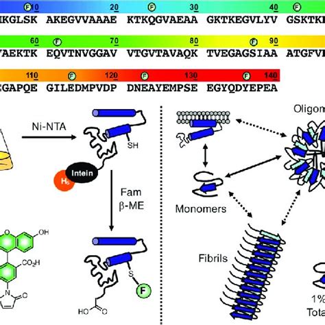 Labeling α Synuclein αs For Studies Of Aggregation Protein Sequence