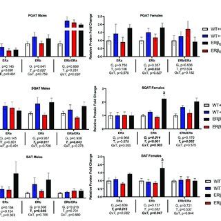 Independent of ERβ DBD CL increases total ERβ protein expression in