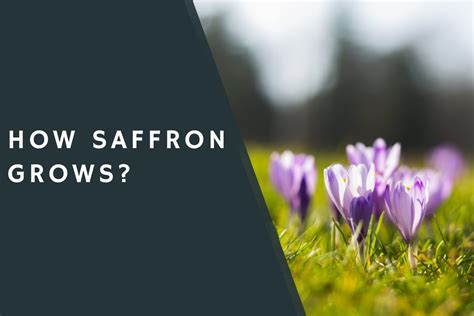 Saffron Vs Crocus A Comprehensive Comparison Condimentbucket