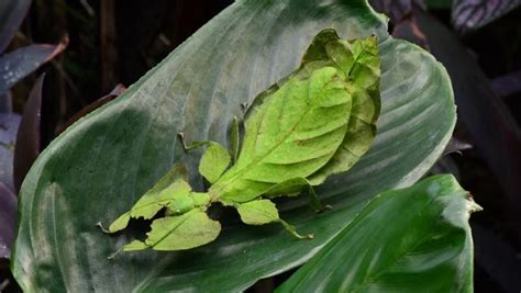 What Do Leaf Bugs Eat The Garden Bug Detroit