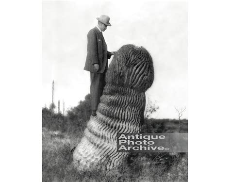 Funny Phallic Photo Botanist On Cactus Desert Wall Decor Art Vintage
