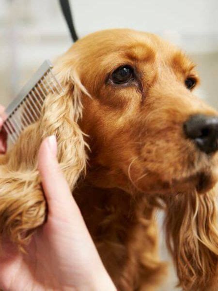 Pet Care Tips How To Take Care Of Your Dog During Summer And Monsoon
