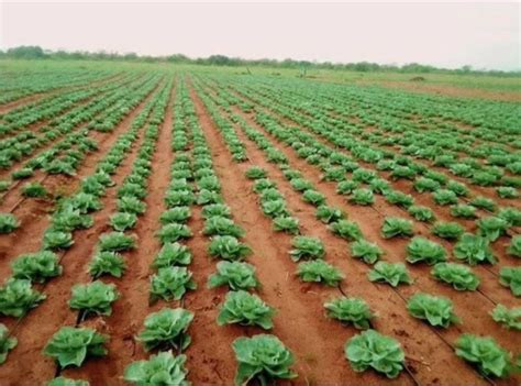 How To Grow Cabbage 🥬 Cabbage Production General Cabbage Does Well In