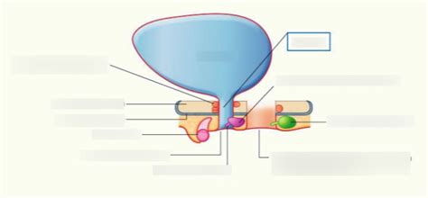 Diagram Of The Structures Within The Female Pelvic Floor Quizlet