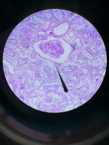 bio 50a lab quiz and test lab 10 13 flashcards quizlet