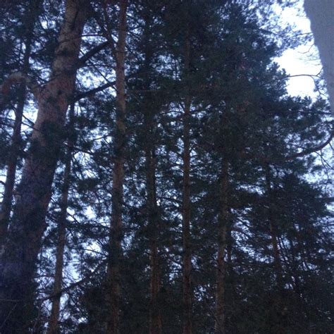 Сосны в лесу Tree Plants Garden