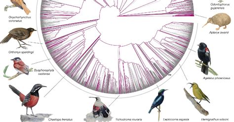 A Symphony Of Avian Genomes Unveiling Evolutions Secrets With Dense