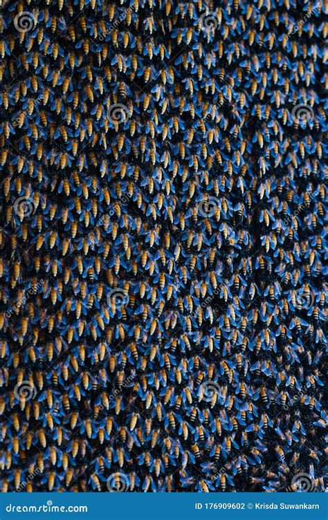 Pattern Of Apis Dorsata Bees On Honeycomb Stock Photo Image Of