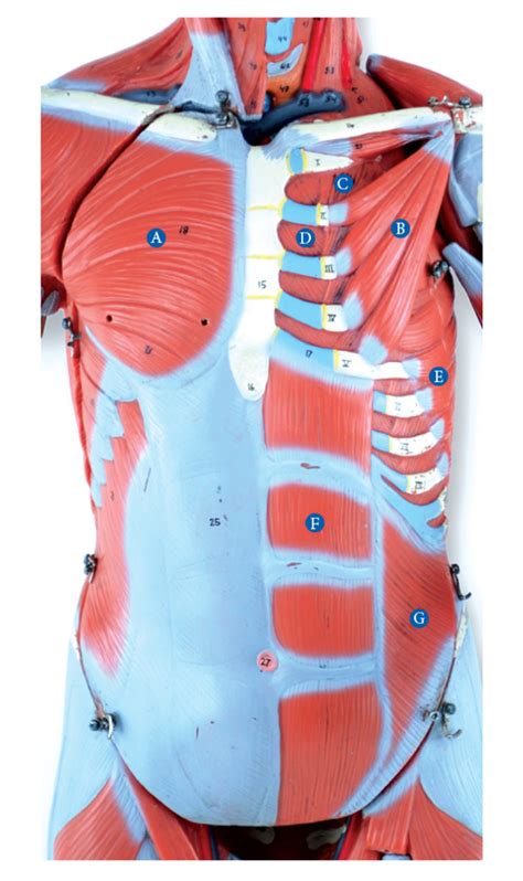 Chapter Anterior Muscles Of The Trunk Diagram Quizlet