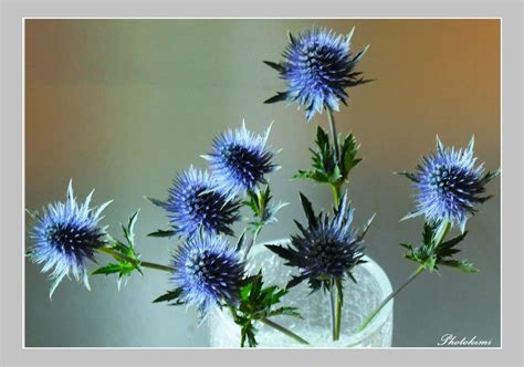 Eryngium Foto & Bild | pflanzen, pilze & flechten, blüten ...