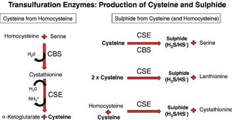 Transulphuration A Source Of Cysteine And Sulphide Cbs And Cse Link
