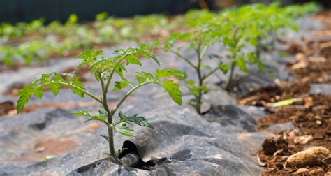 What Is The Best Mulch For Your Tomato Plants Backyard Tomatoes