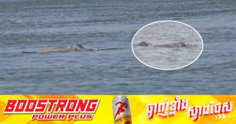 កម្ពុជាស្វាគមន៍កូនផ្សោតទី ២ ក្នុងខែមករា ឆ្នាំ២០២៥ នៅអន្លង់ត្បូងខ្លា ខេត្តស្ទឹងត្រែង Khmernote