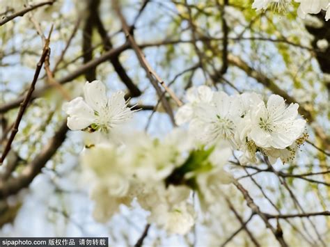 春日脚步悄然至 繁花绽放街头开