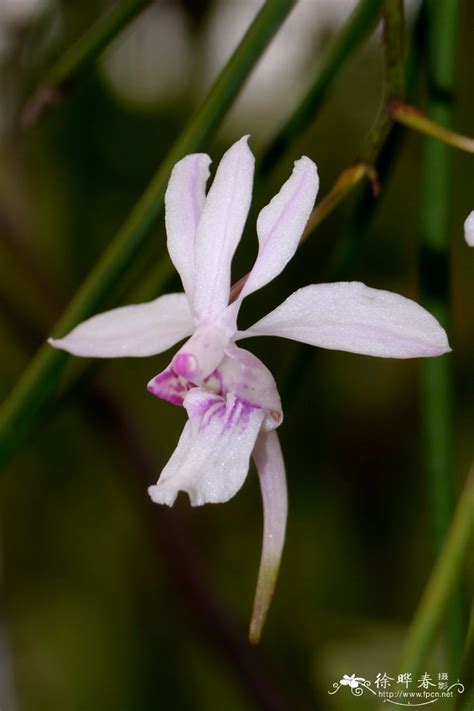 舌唇槽舌兰holcoglossum Lingulatum 花卉图片网