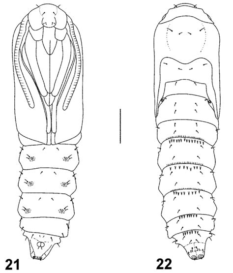 Antillophanes Cubensis Pupal Morphology 21 Ventral View Of Male Pupa