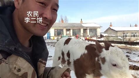 黑龙江天冷，可爱的小牛撒欢嗖嗖跑，主人赶紧给整进屋，怕感冒了！自然 乡村生活 小牛 农村 Youtube