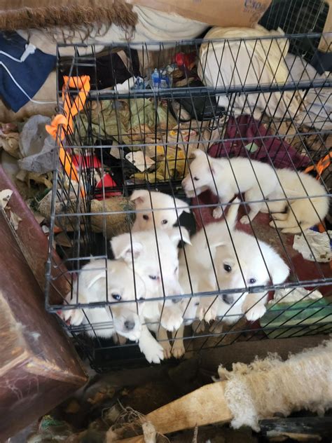 43 Dogs Rescued 77 Year Old Woman Arrested In Animal Cruelty Investigation