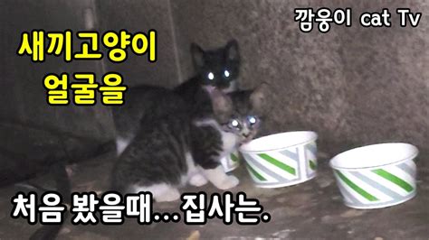 배고픈 어미에게 밥을 주었더니 새끼를 데리고온 어미고양이 Youtube