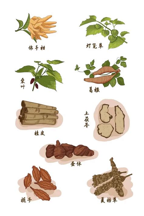 中药材手绘插画图片 中药材手绘插画素材 中药材手绘插画模板 设图网