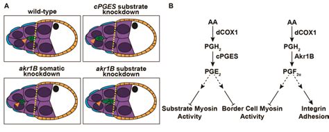 First Publication Of 2024 Two Different Pgs Regulate Border Cell