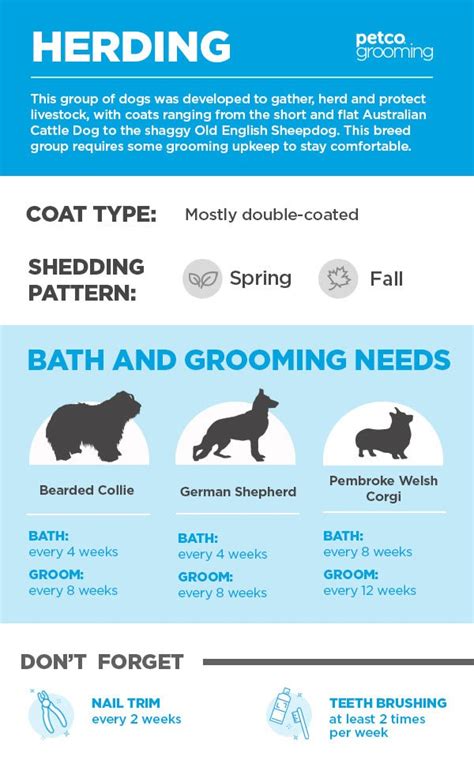 How Often Should My Dog Bathe Doggie Joy