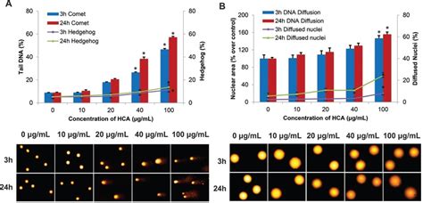 Genotoxicity Analysis In Human Lymphocytes Treated With 0 10 20 40