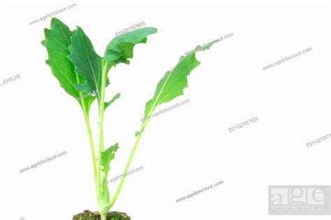 One Seedling Of Kohlrabi Brassica Oleracea Var Gongylodes Stock