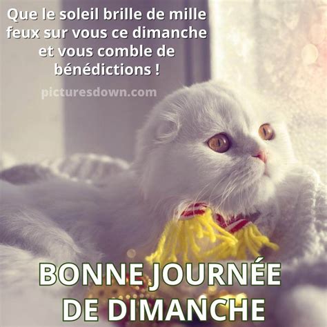 Bon Dimanche Humour Image Chat