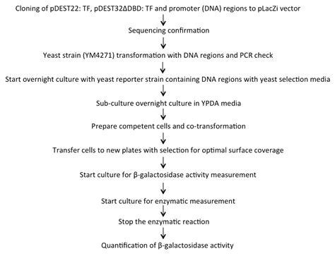 A Modified Yeast One Hybrid System For Heteromeric Protein Complex Dna