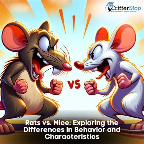 Rats Vs Mice Exploring The Differences In Behavior And
