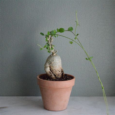 Fockea Edulis