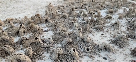 Ground Nesting Bees Rentomology