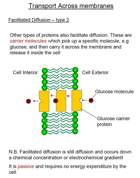Types Of Diffusion Across Cell Membrane