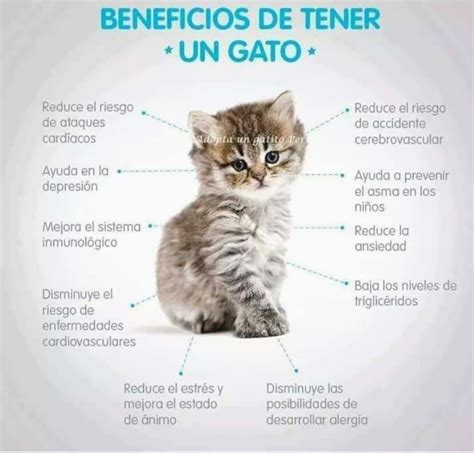 Lista 102 Foto Por La Noche Todos Los Gatos Son Pardos Significado