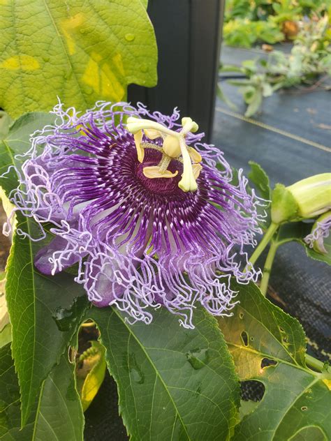 Passiflora ‘blue Eyed Susan Snowdrop Farm