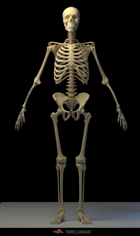 Foto De Um Esqueleto Humano Librain