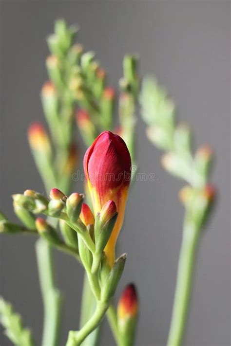 Red And Yellow Freesia On Grey Background Stock Image Image Of Indoors Lily 303388671