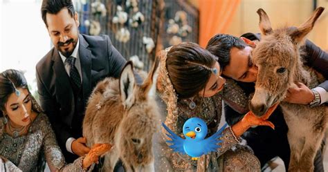 شادی کے موقع پر دلہا نے دلہن کو گدھے کے بچے کا تحفہ کیوں دیا؟