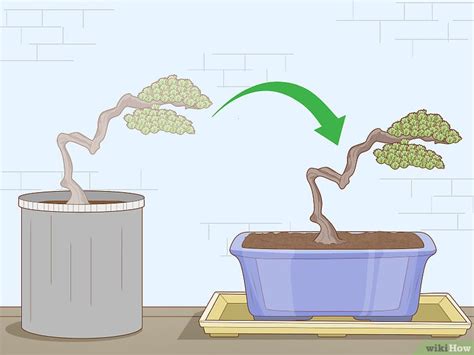 formas de cultivar un árbol bonsái wikiHow