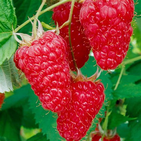 Coho Raspberry Gurney S Seed And Nursery Co