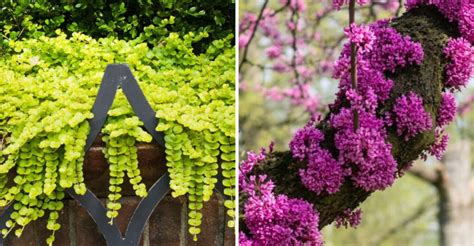 Ditch These Common Plants Grow These Better Ones Instead Complete