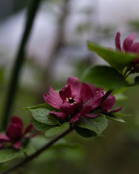 Some Pink Flowers Are Blooming On A Tree Branch