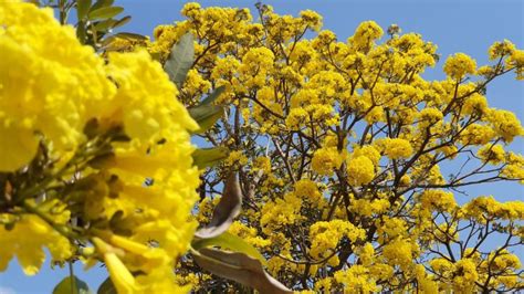 Dónde ver el florecimiento de los guayacanes sin salir de Guayaquil