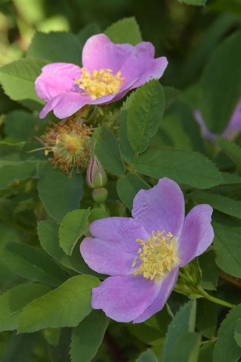 Native Shrubs And Vines Prairie Nursery