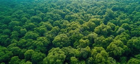 Lush Green Forest Canopy Aerial View Dense Foliage Vibrant Ecosystem