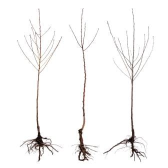 Bare Root Instructions